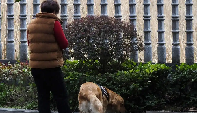 字母圈k8和k9是什么意思？两者有什么区别？-宠物网